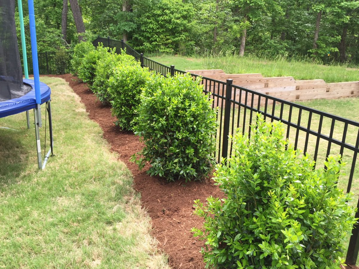 Privacy Landscaping – Mr. Outdoor Living®