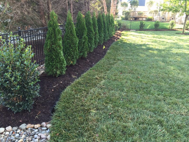 Privacy Landscaping – Mr. Outdoor Living®